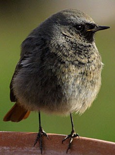 Le rouge-queue noir, phoenicurus ochruros - Site de l'association ...