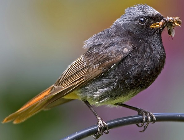 Le rouge-queue noir, phoenicurus ochruros - Site de l'association ...