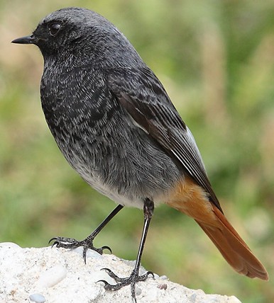 Le rouge-queue noir, phoenicurus ochruros - Site de l'association ...