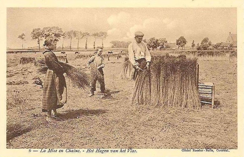 Le lin, de la graine à l'objet industriel - Site de l'association ...