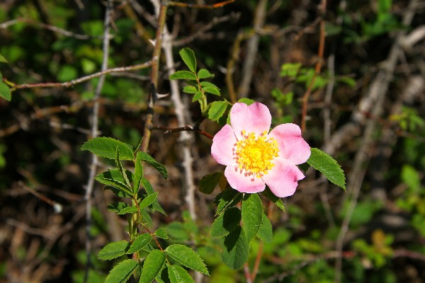 Les haies champêtres (3). L’églantier | – Site de l'association ...