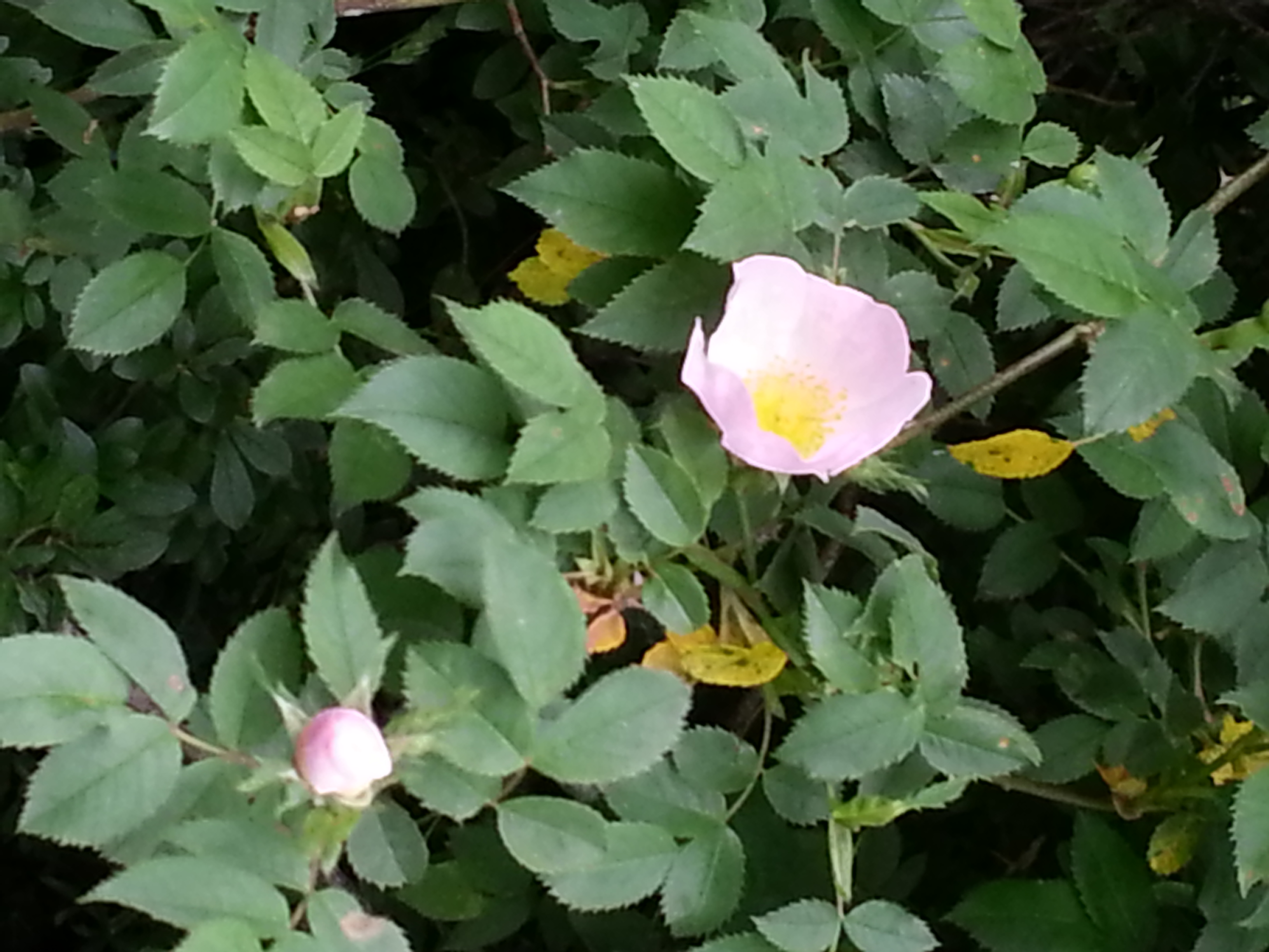 Les haies champêtres (3). L'églantier - Site de l'association ...