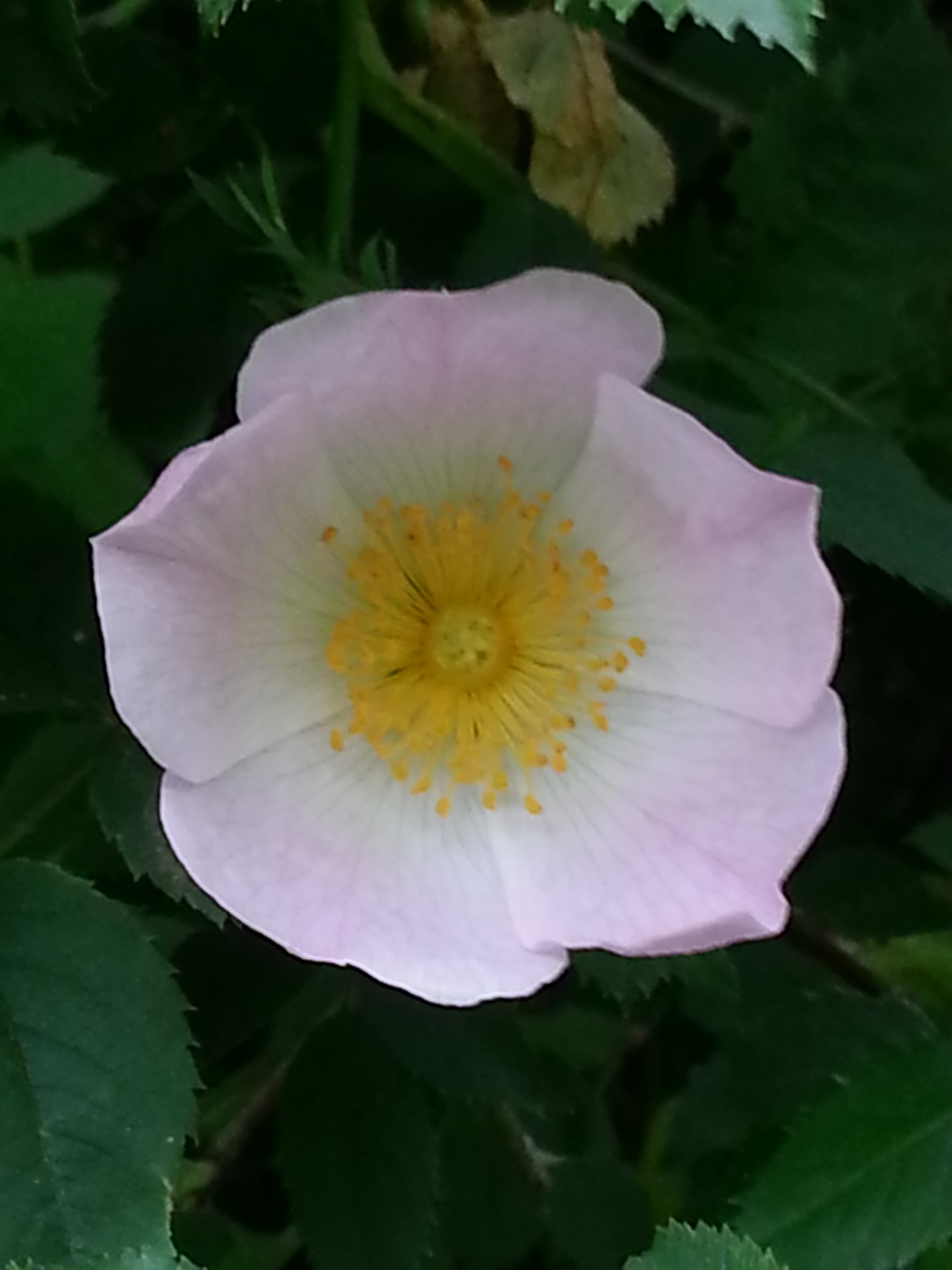 Les haies champêtres (3). L'églantier - Site de l'association ...