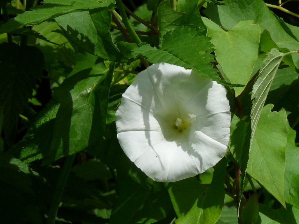 Les haies champêtres (4). Le liseron, Calystegia sepium | – Site de l ...