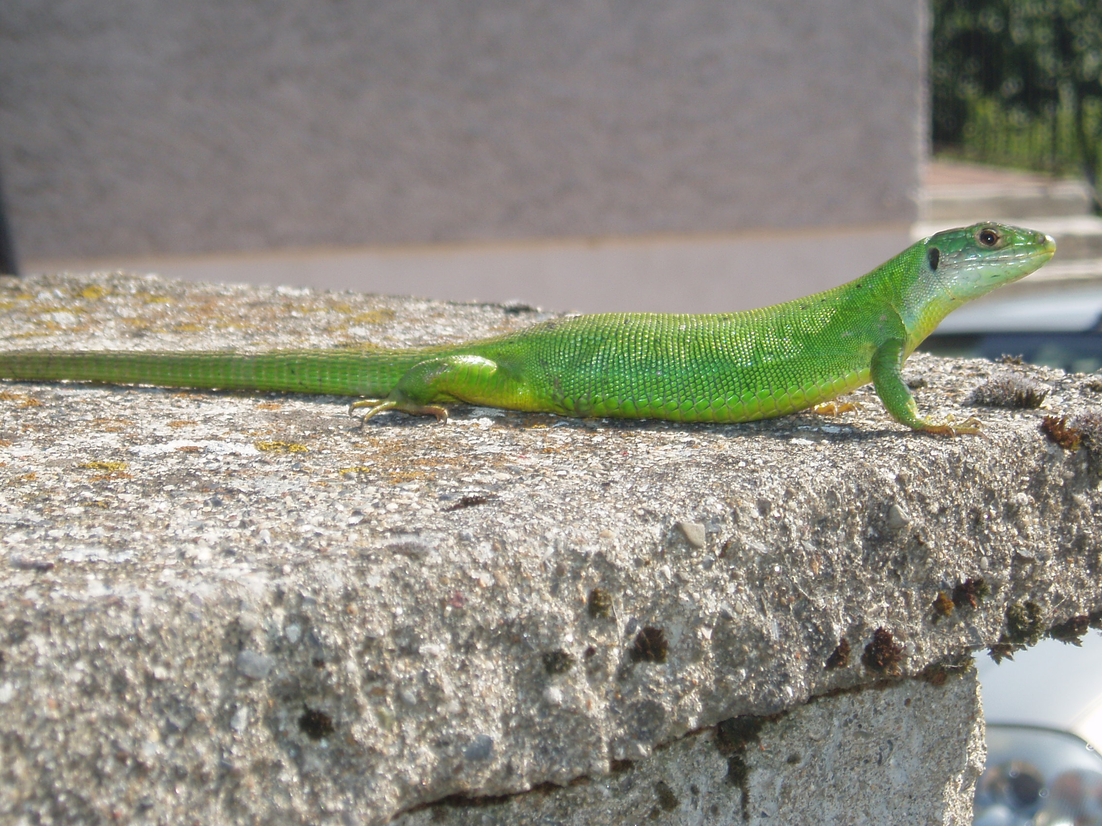 Nos reptiles. Le Lézard vert, Lacerta bilineata - Site de l'association ...