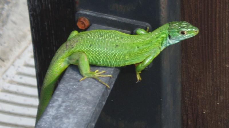 Nos reptiles. Le Lézard vert, Lacerta bilineata | – Site de l ...