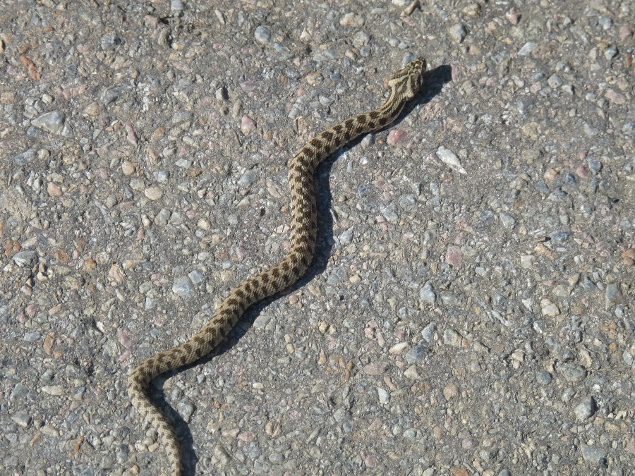 Nos reptiles. La Couleuvre vipérine, Natrix maura - Site de l ...