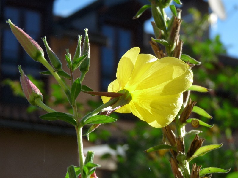 Fleurs des champs. O comme Onagre, Oenothera biennis - Site de l ...