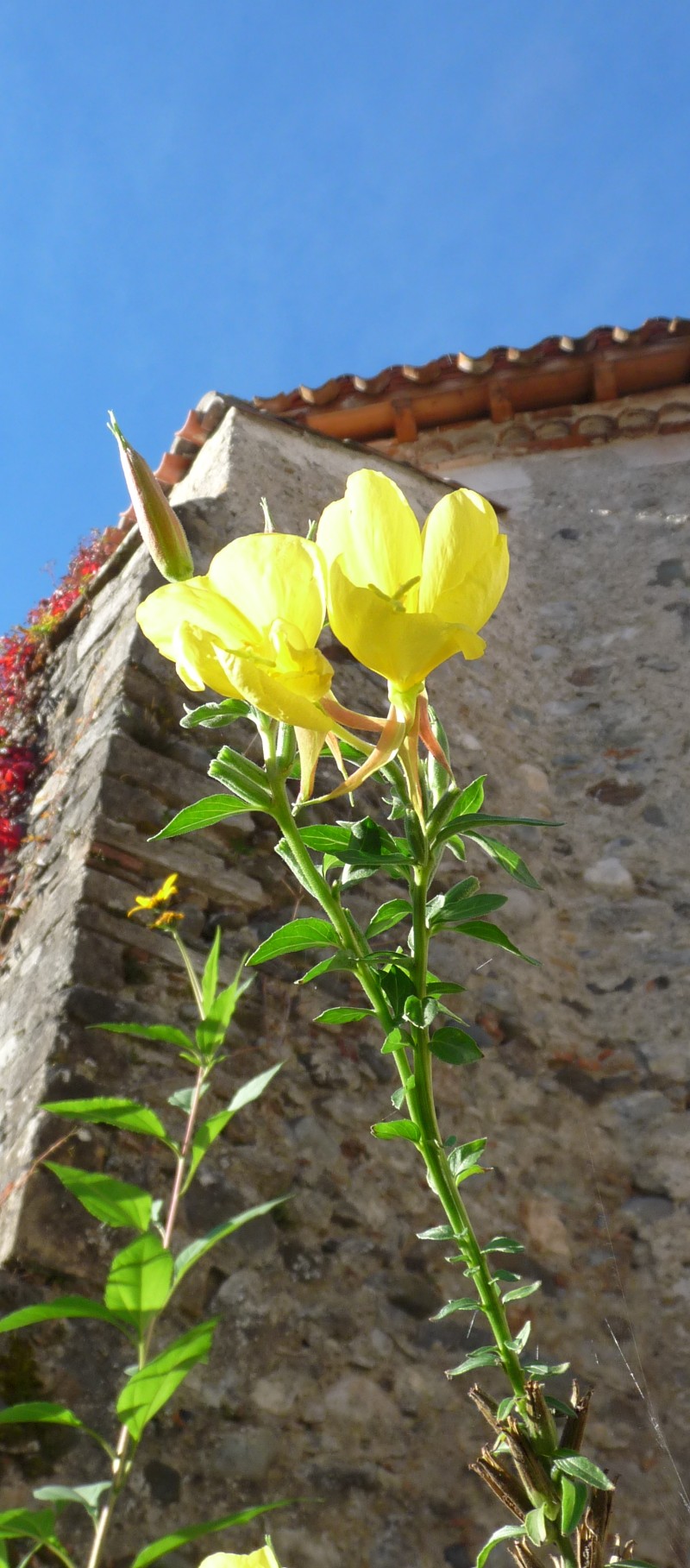 Fleurs des champs. O comme Onagre, Oenothera biennis - Site de l ...